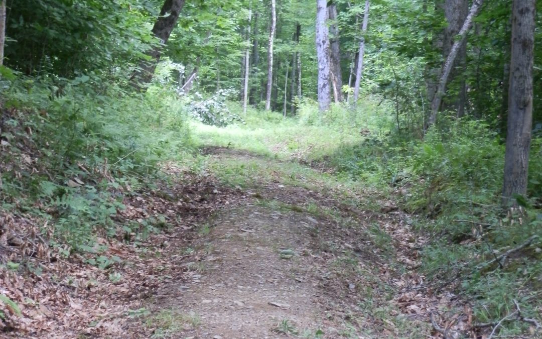 Celebrating Earth Day with the Springbrook Nature Trail! | Springbrook